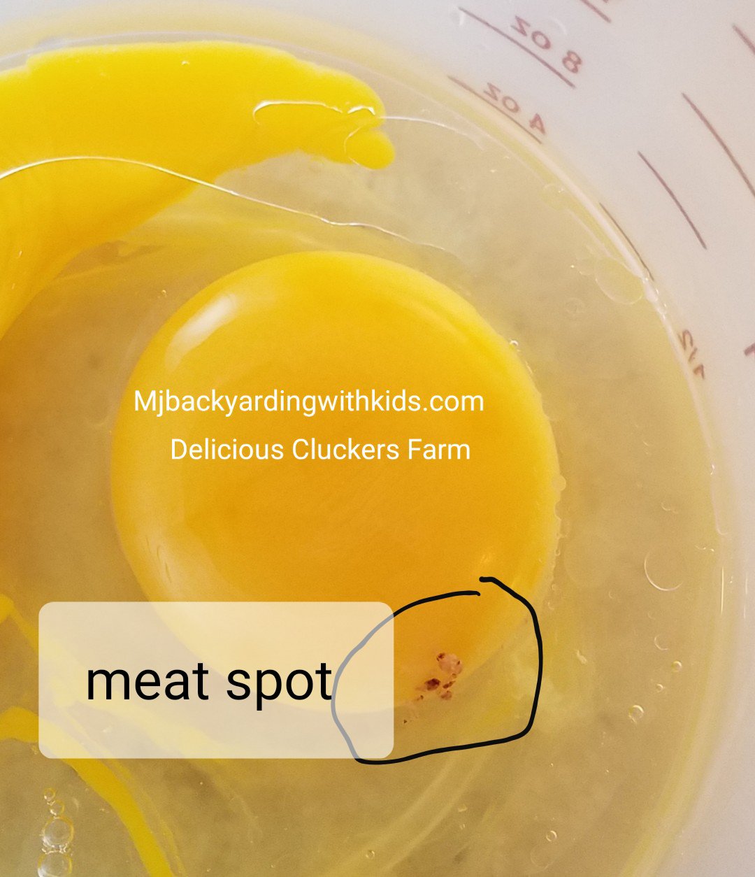 Meat spots in your eggs – Backyarding And Kids